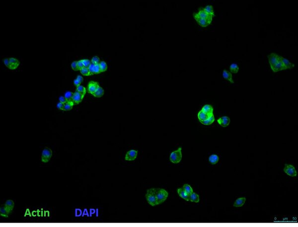 Hep-G2/2.2.15 Human Hepatoblastoma Cell Line | SCC249